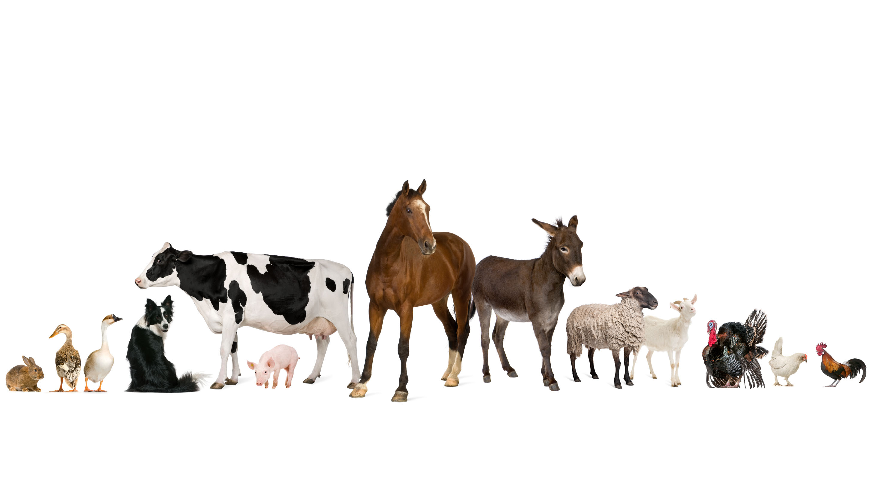 Level 2 - Unit 1B: Animals - Lesson 2