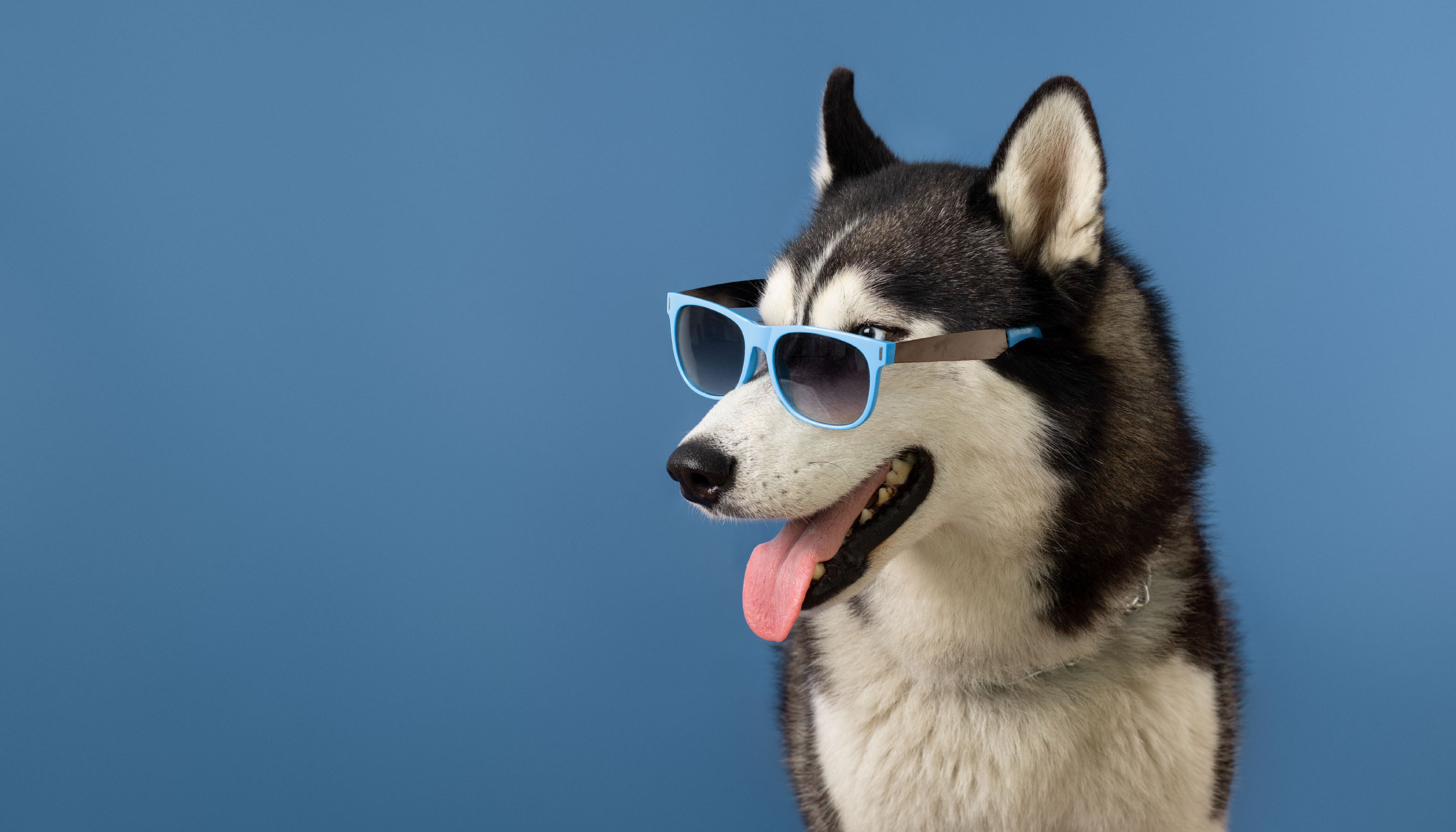 Level 3 - Unit 3A: Pets - Lesson 2